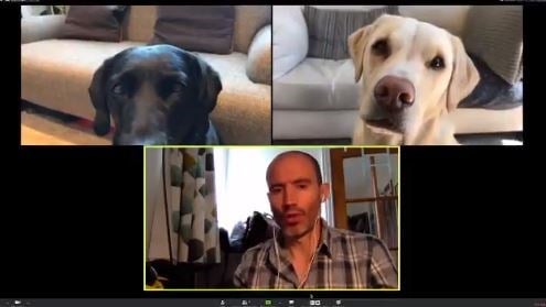 Watch sports commentator Andrew Cotter's zoom meeting with dogs