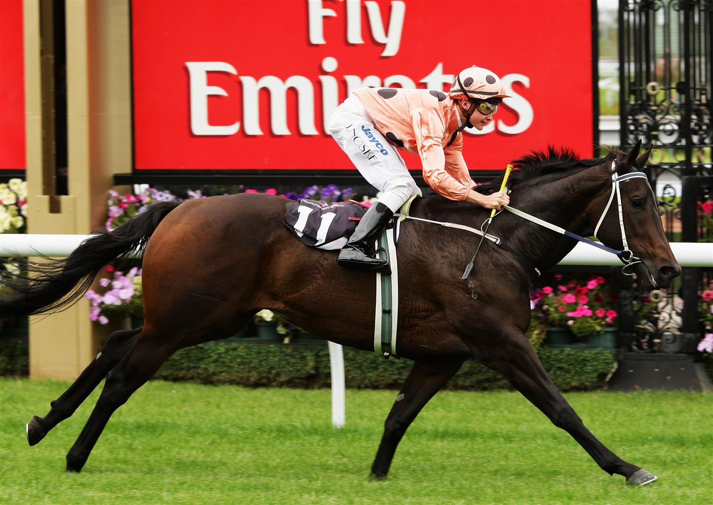 Black Caviar Career Highlights