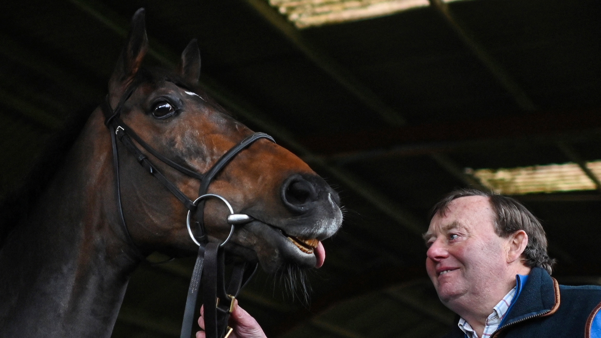Breaking News | Constitution Hill a major doubt for Cheltenham