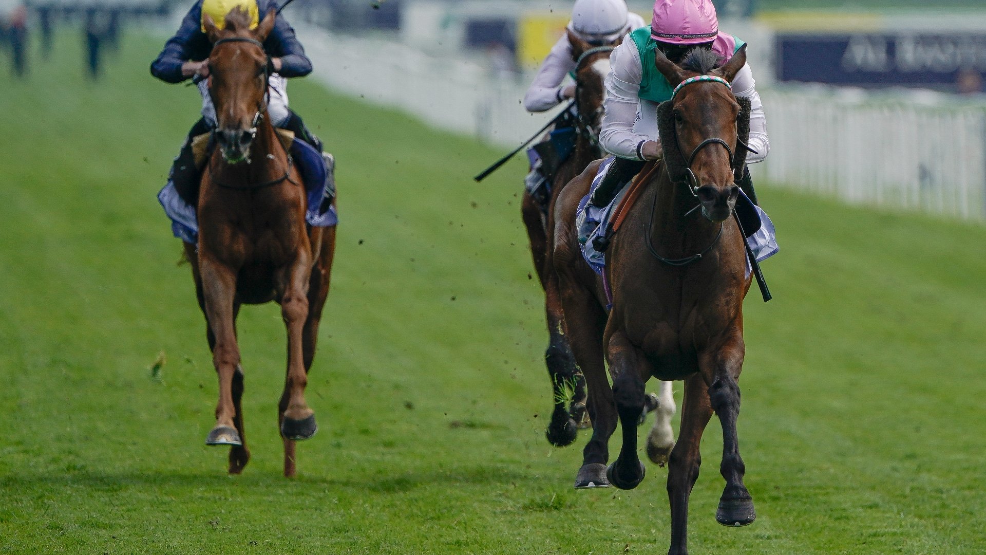 Racing News | Bluestocking set for Prix de l'Arc de Triomphe tilt