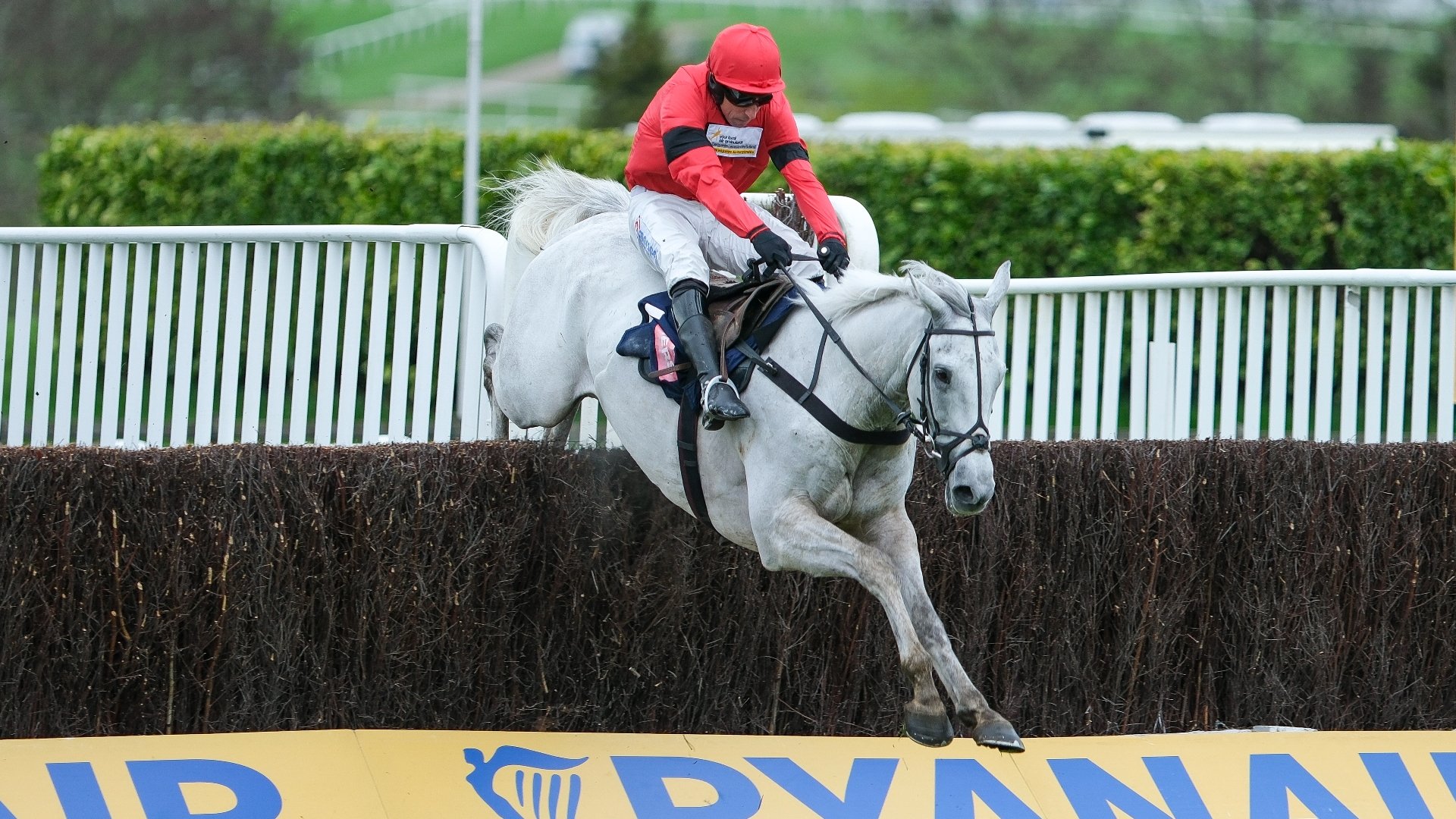 Racing News | Skelton looking for Grey Dawning to advertise Gold Cup ...