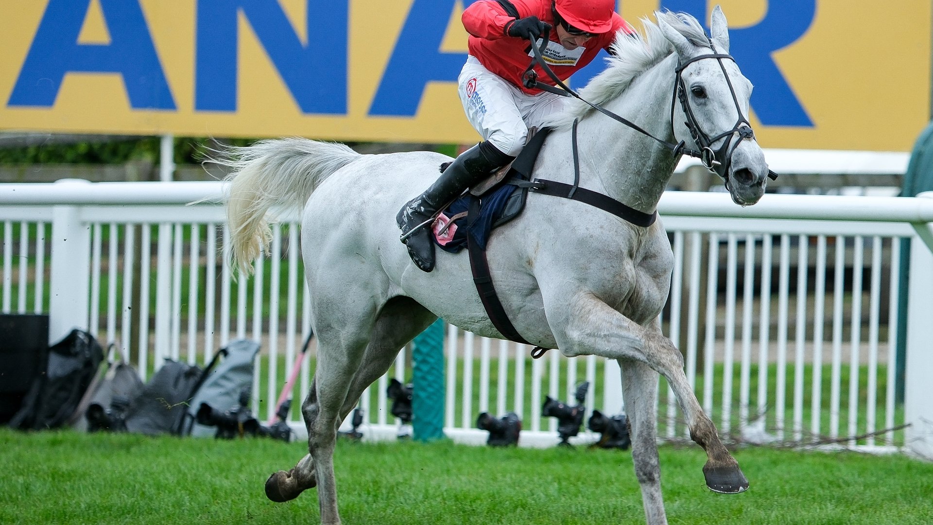 Racing News | King George still an option for Grey Dawning