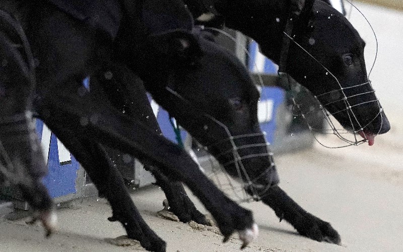 Greyhound Racing Group One Expert Tips & Betting Advice